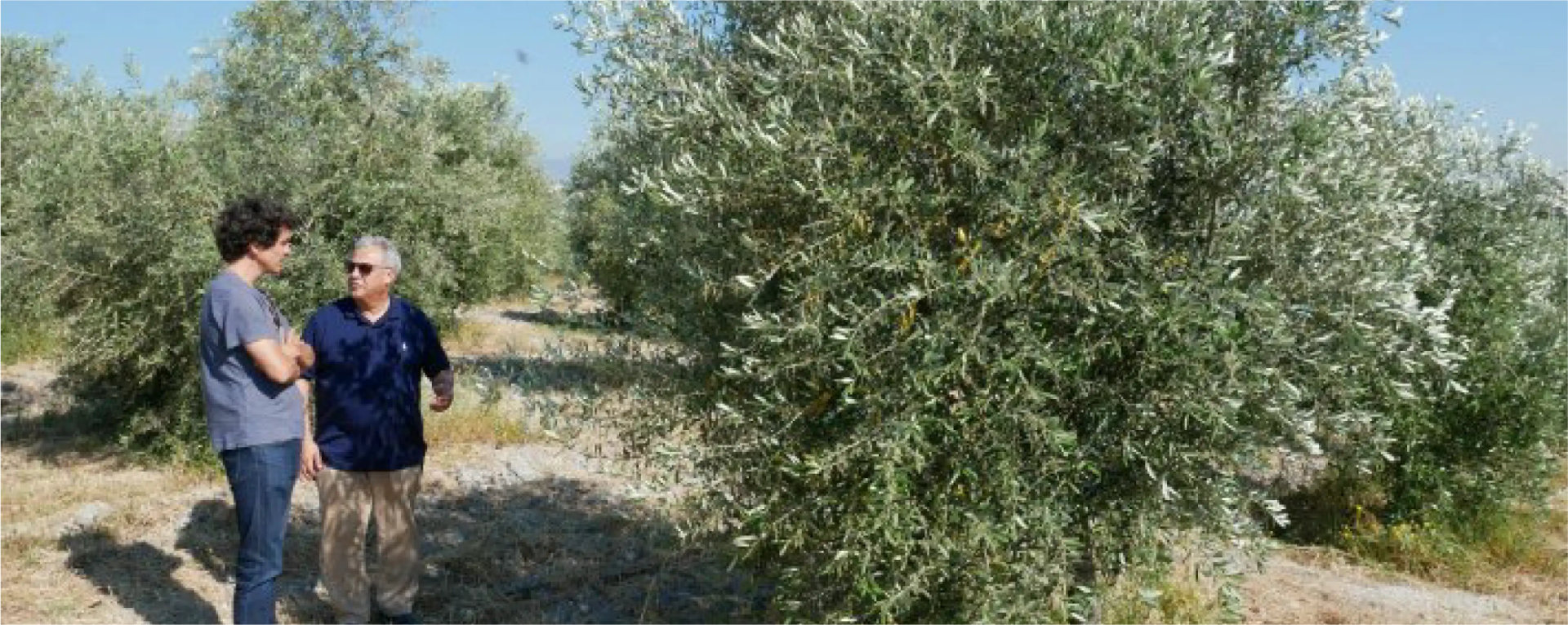 About Us : Bustan El Zeitoun